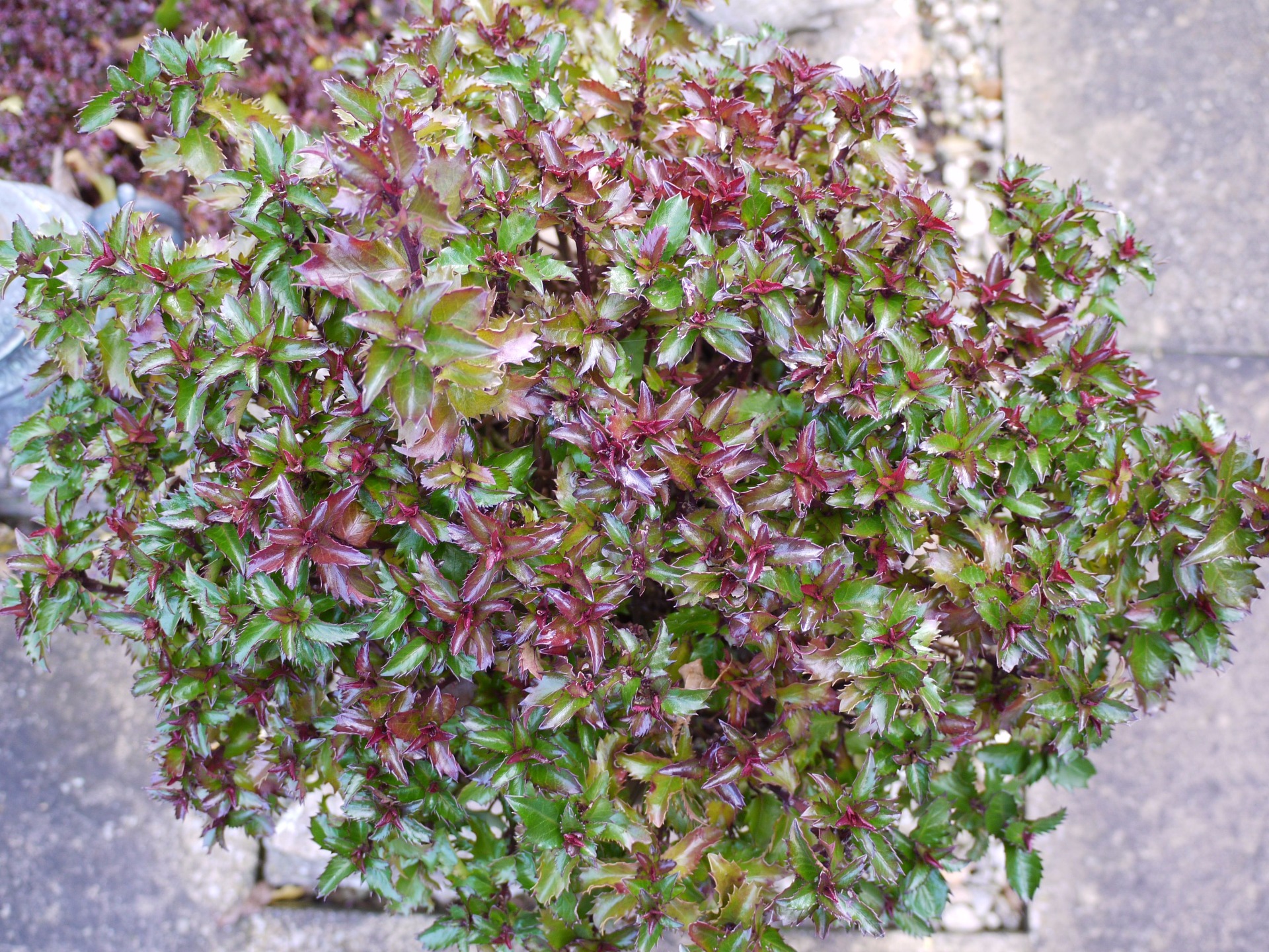 Småbladet Kristtorn (Ilex Meserveae ”Little Rascal”)