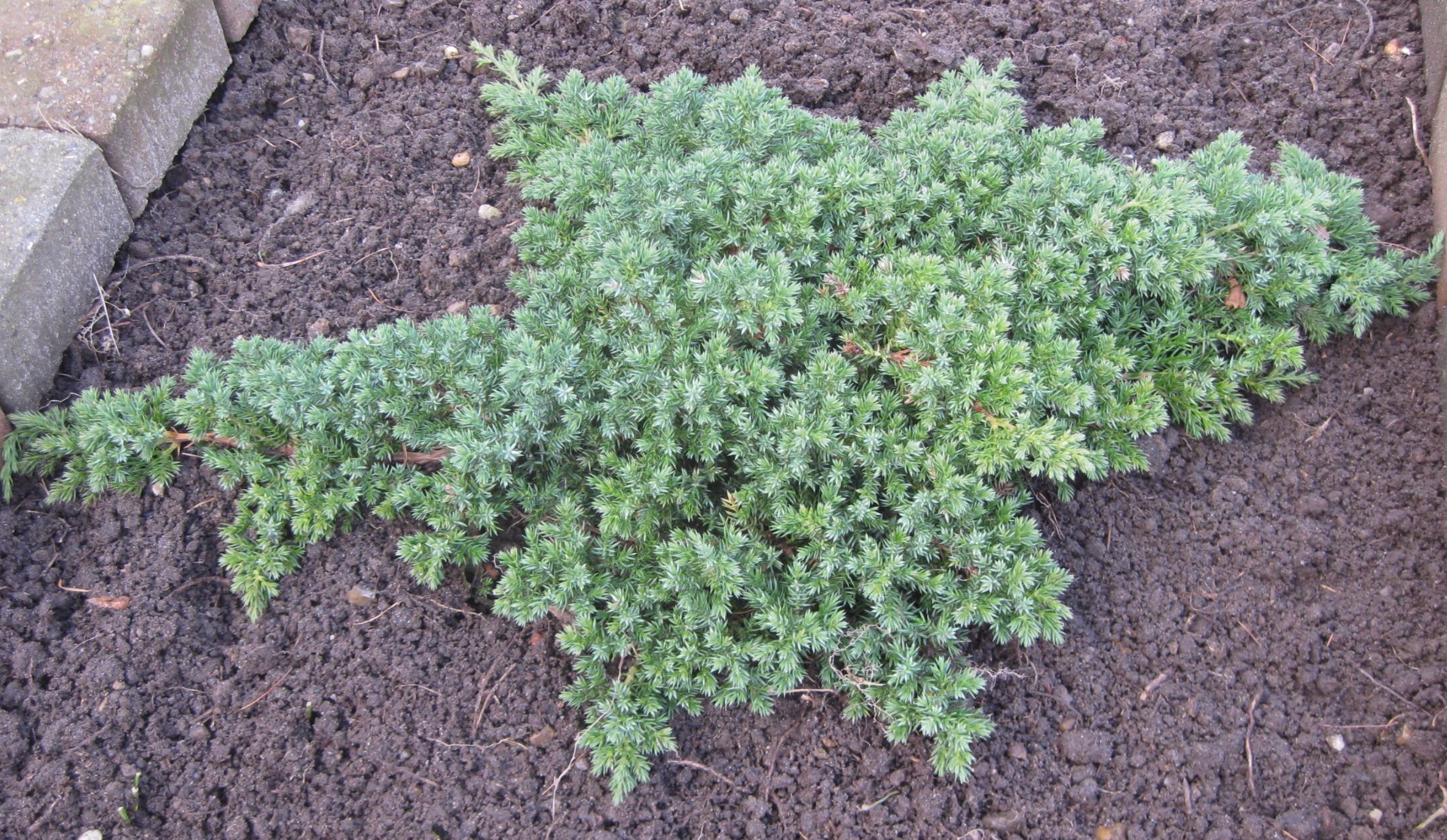 Enebær (Juniperus Procumbens ”Nana”)