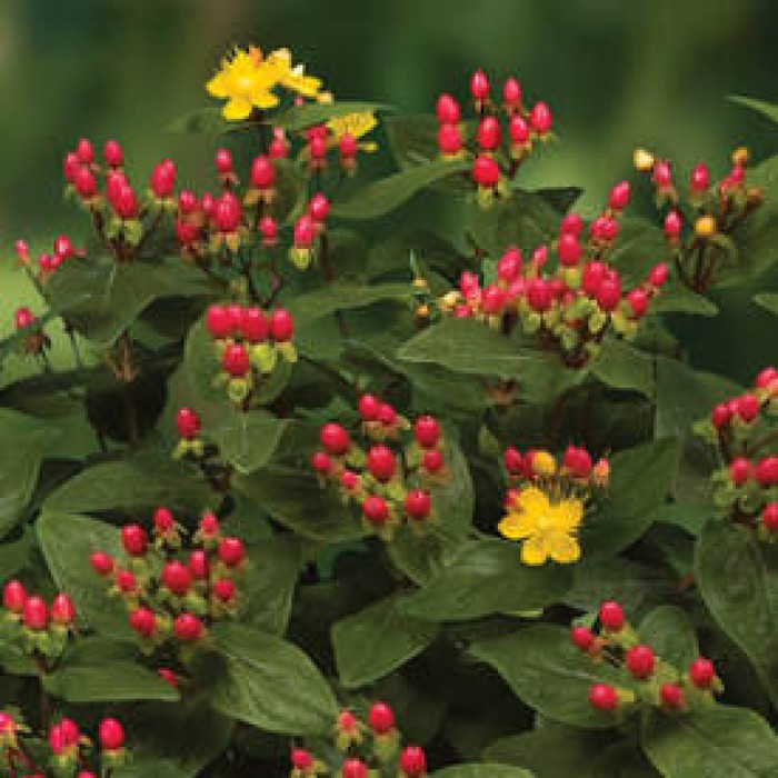 Perikon (Hypericum elite ”Yellow Lion”)
