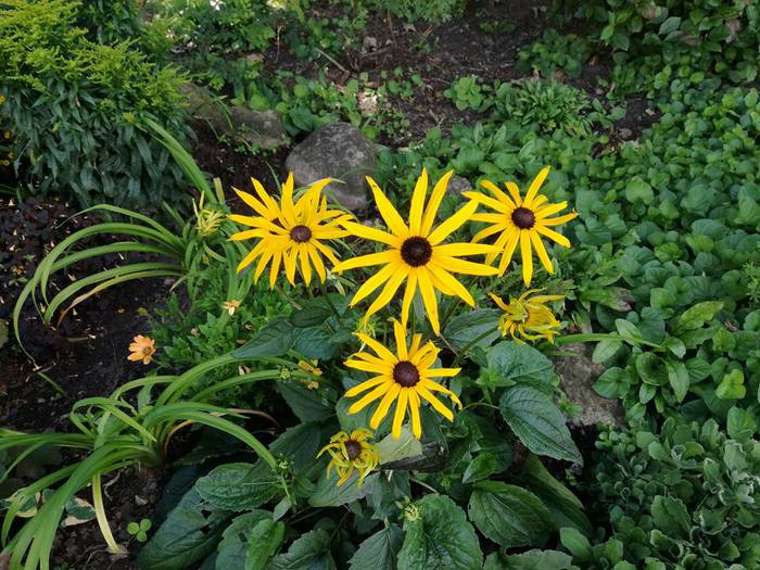 Solhat (Rudbeckia Hybrid "Little Goldstar")