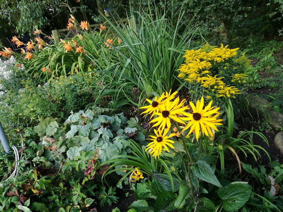 Solhat (Rudbeckia Hybrid "Little Goldstar")